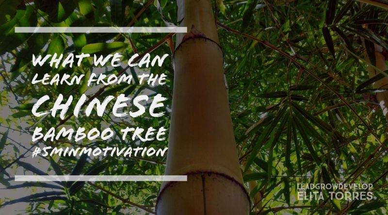 What We Can Learn From The Chinese Bamboo Tree About Dreams ...