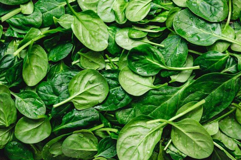The Cool Side of EPS: Keeping Food Fresh on the Move - Lead Grow ...