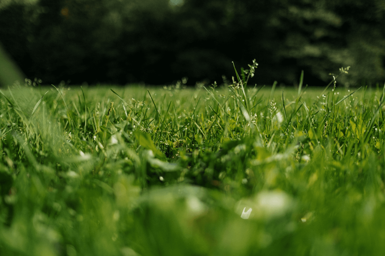 How a Lawn Care Specialist Can Boost Your Property Value - Lead Grow ...